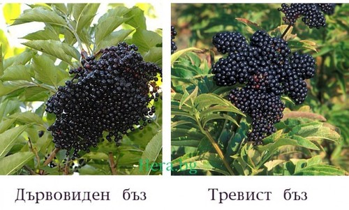 Най-мощният еликсир за силна имунната система